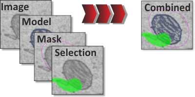 Data layers of Microscopy Image Browser (Image, Model, Mask, Selection)