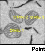 Microscopy Image Browser Measure Tool